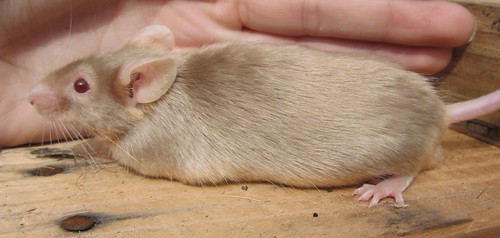 Marsh Critter Mice *lots of pictures* | Pet Mice Forum